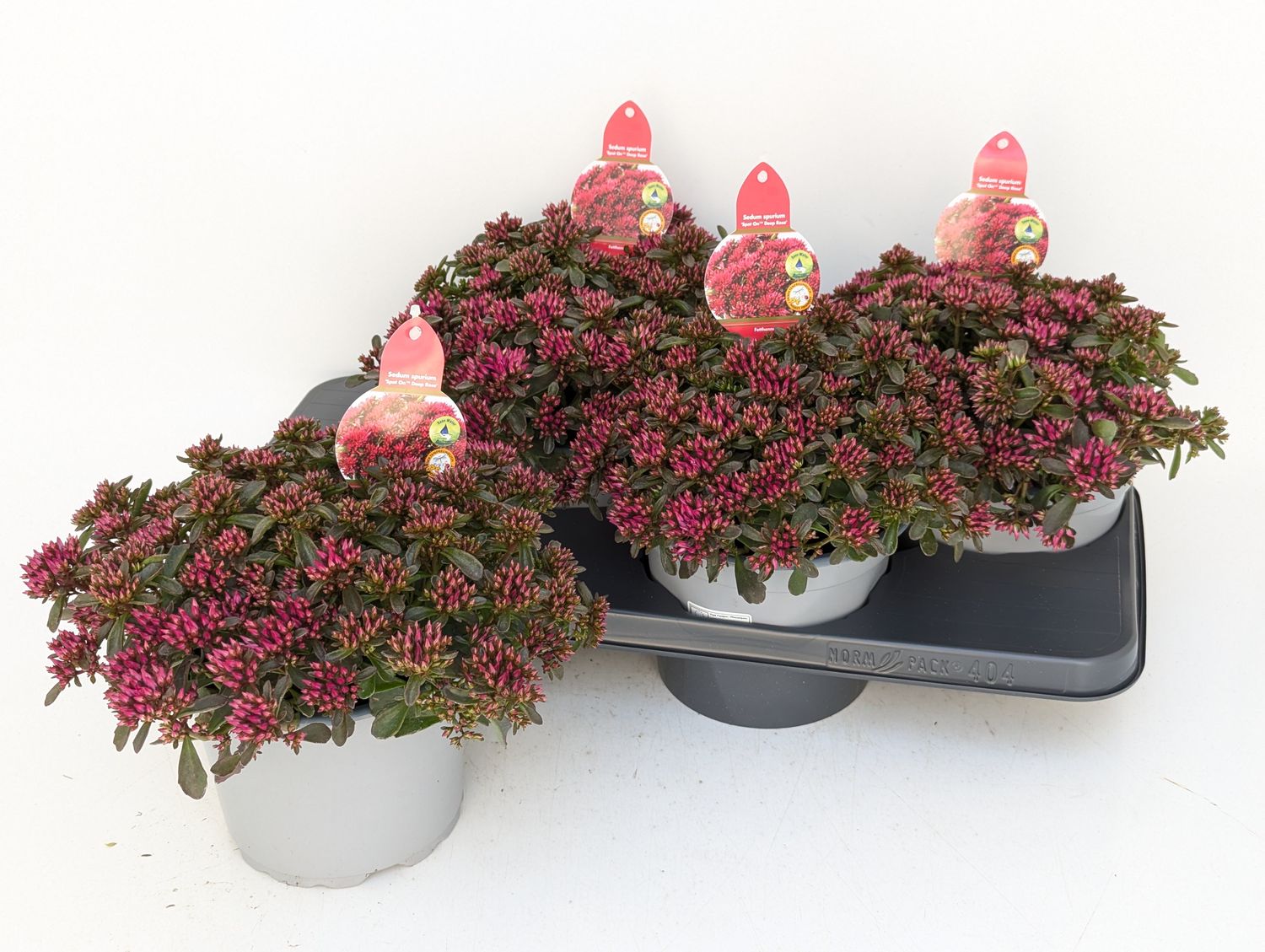 Sedum spurium SPOT ON DEEP ROSE — Plant Wholesale FlorAccess