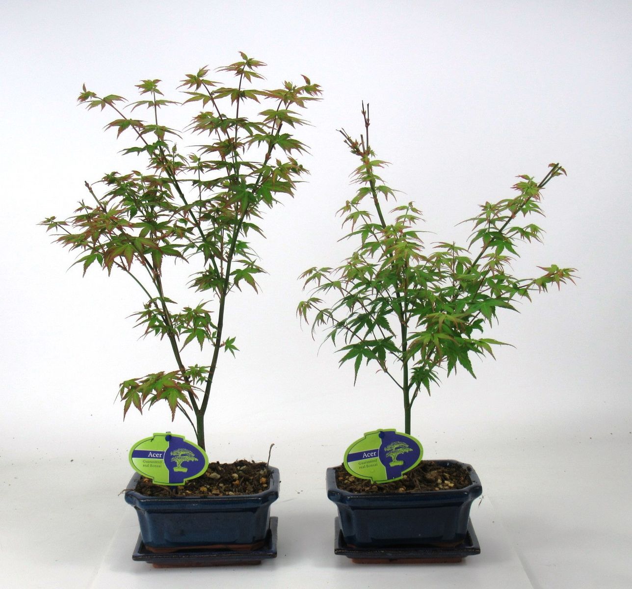 Acer palmatum 'Little Princess' — Plant Wholesale FlorAccess