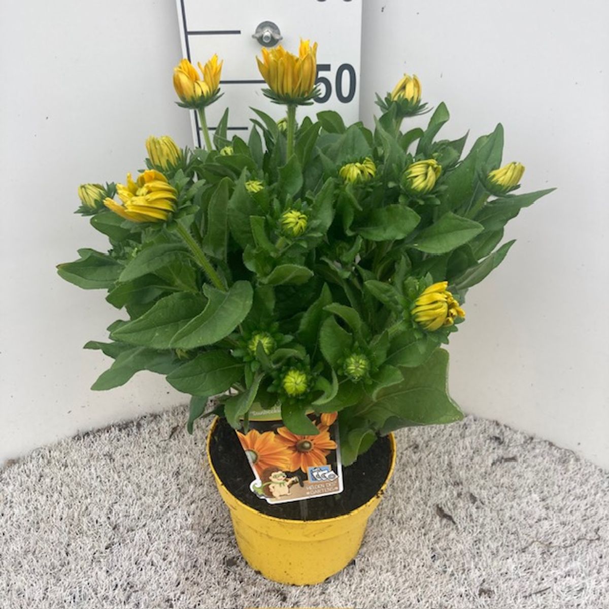 Rudbeckia hirta SUNBECKIA OPHELIA — Plant Wholesale FlorAccess