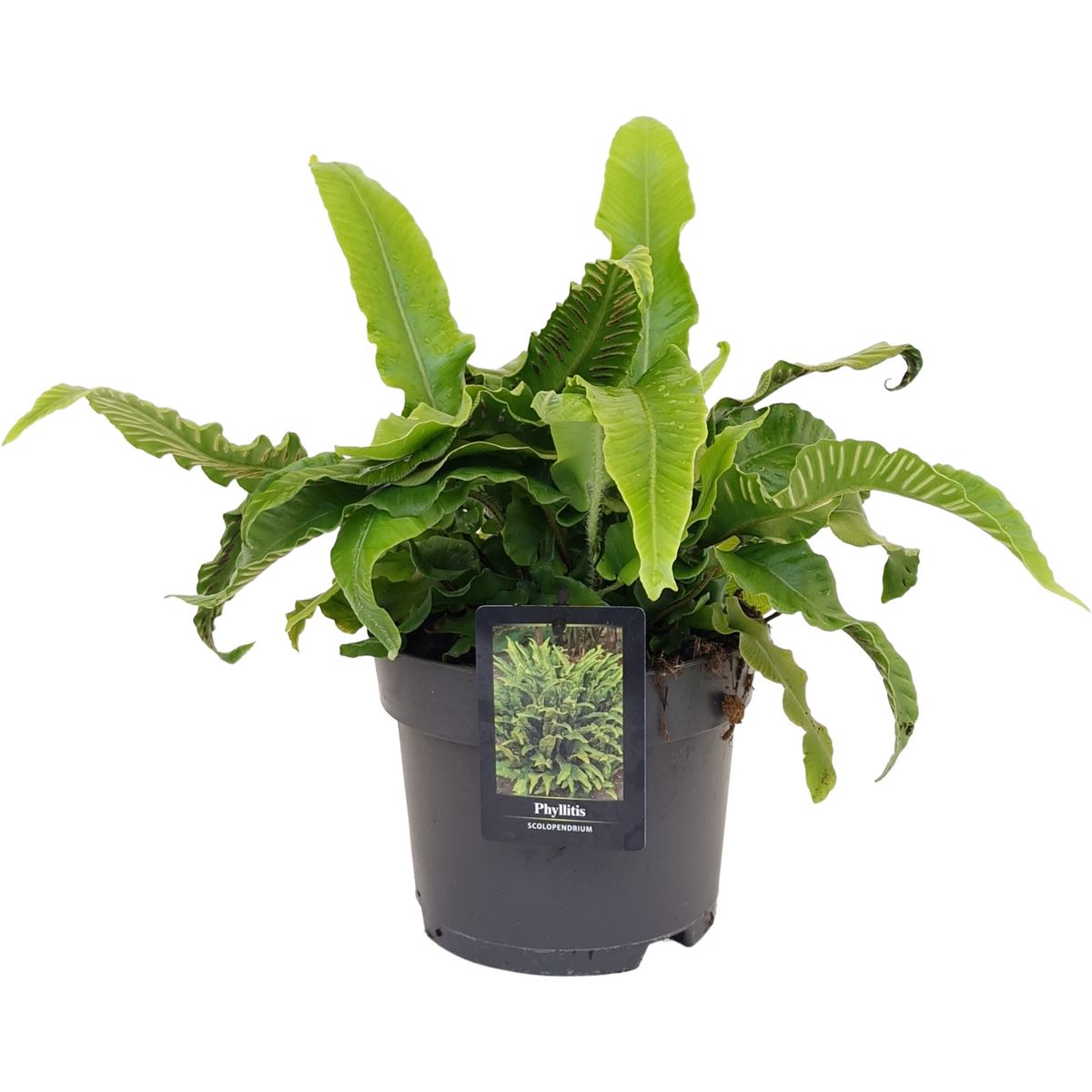 Phyllitis scolopendrium — Plant Wholesale FlorAccess