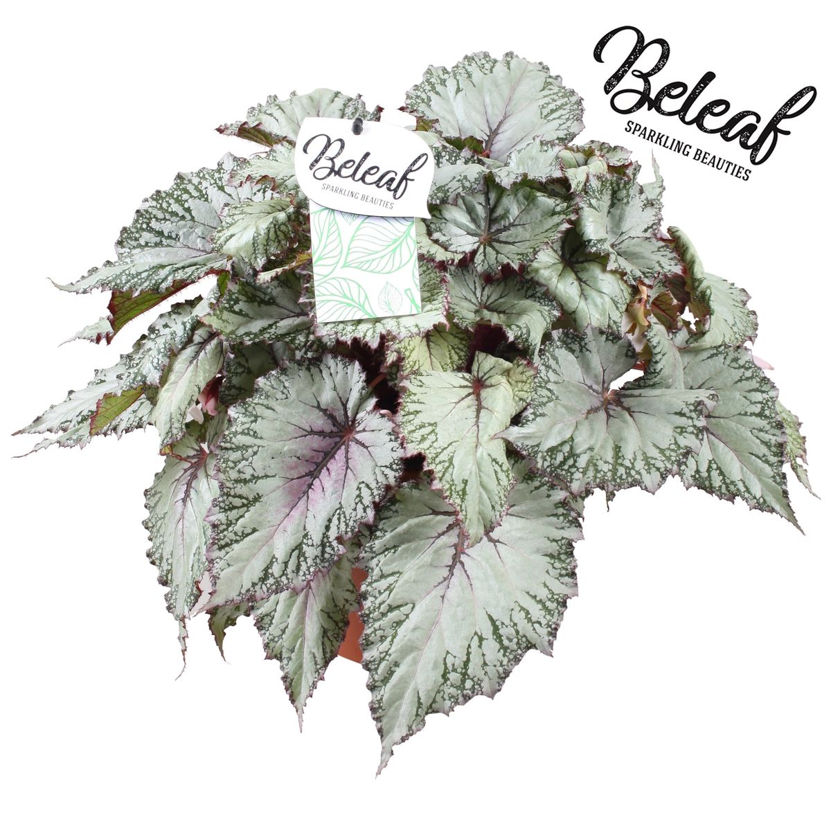 Begonia BELEAF ASIAN TUNDRA — Plant Wholesale FlorAccess