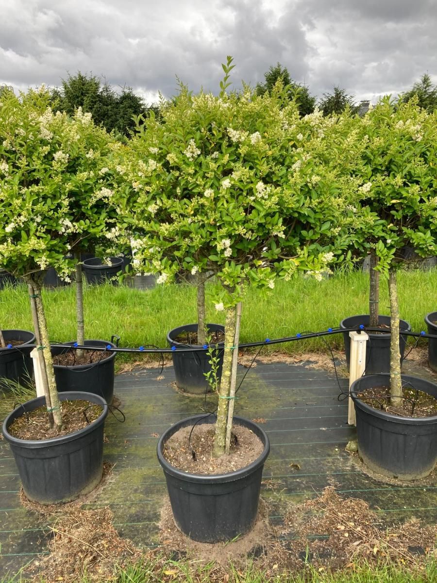Ligustrum ovalifolium — Plant Wholesale FlorAccess