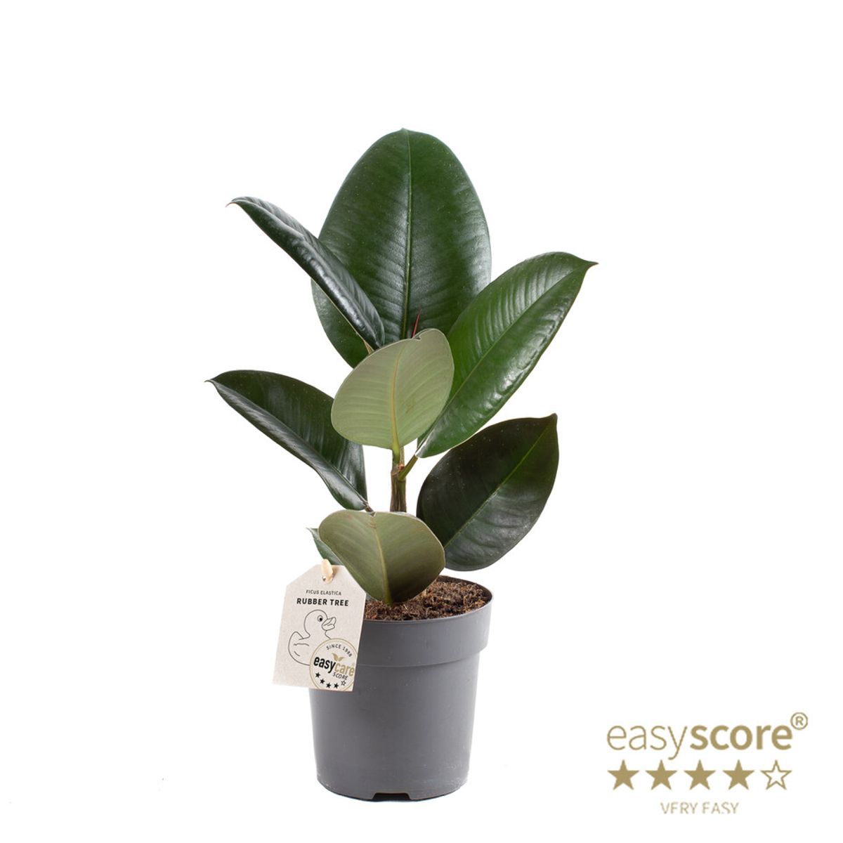 Ficus elastica 'Robusta' — Plant Wholesale FlorAccess
