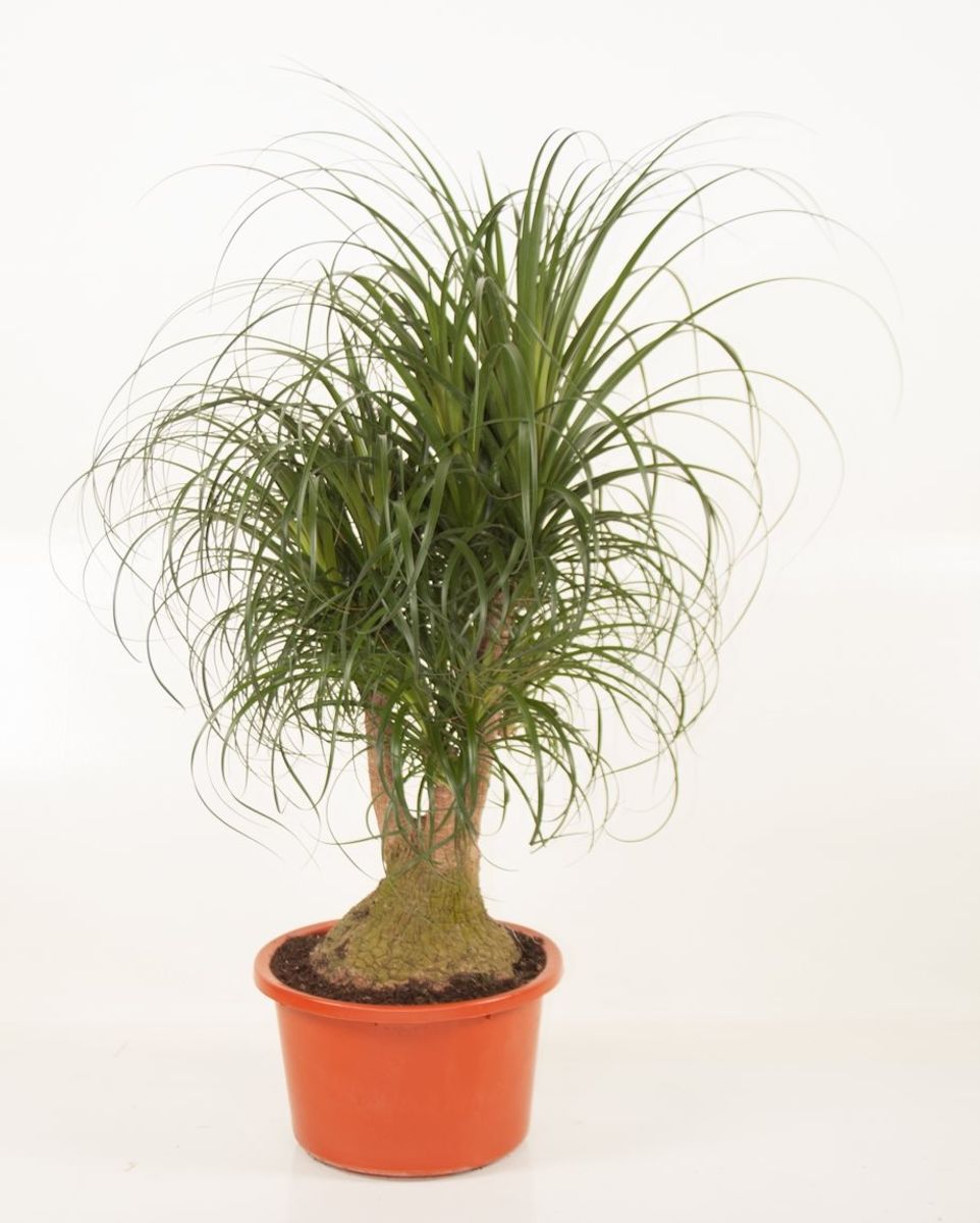 Beaucarnea recurvata — Grossiste en Plantes FlorAccess