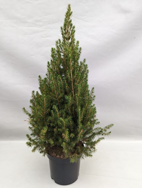 Picea glauca DECEMBER — Mayorista de plantas FlorAccess