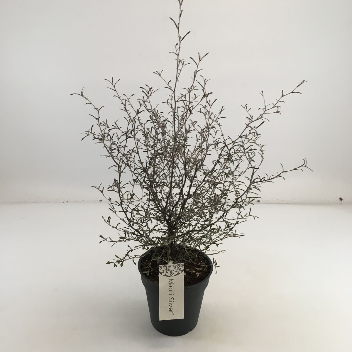 Corokia 'Maori Silver' — Plant Wholesale FlorAccess