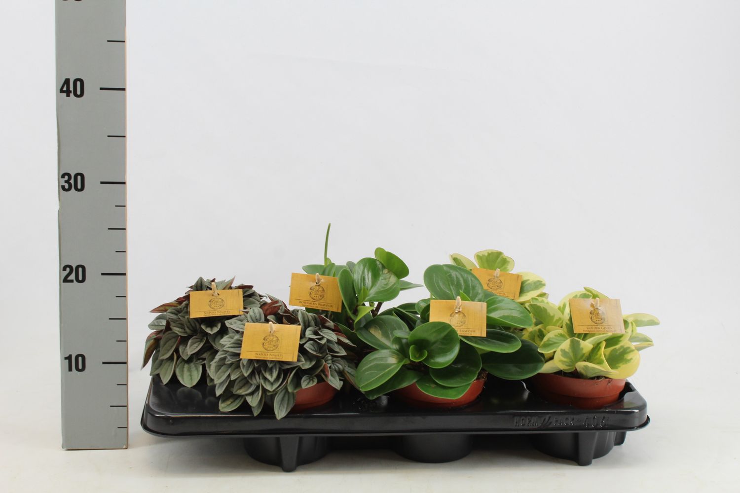 Peperomia MIX — Plant Wholesale FlorAccess