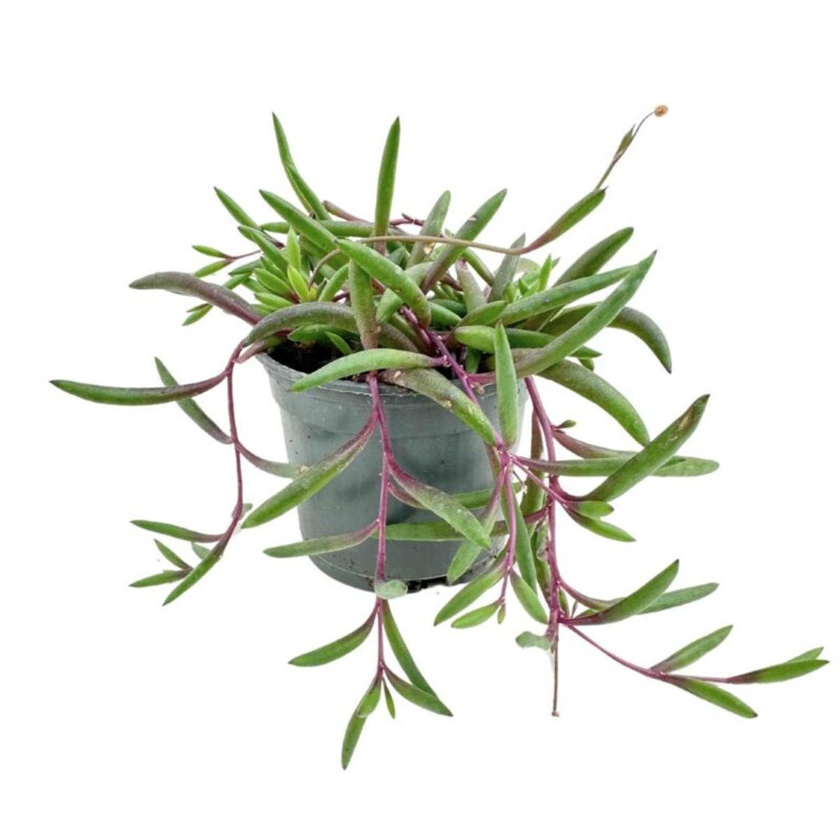 Senecio herreianus 'Purple Flush' — Plant Wholesale FlorAccess