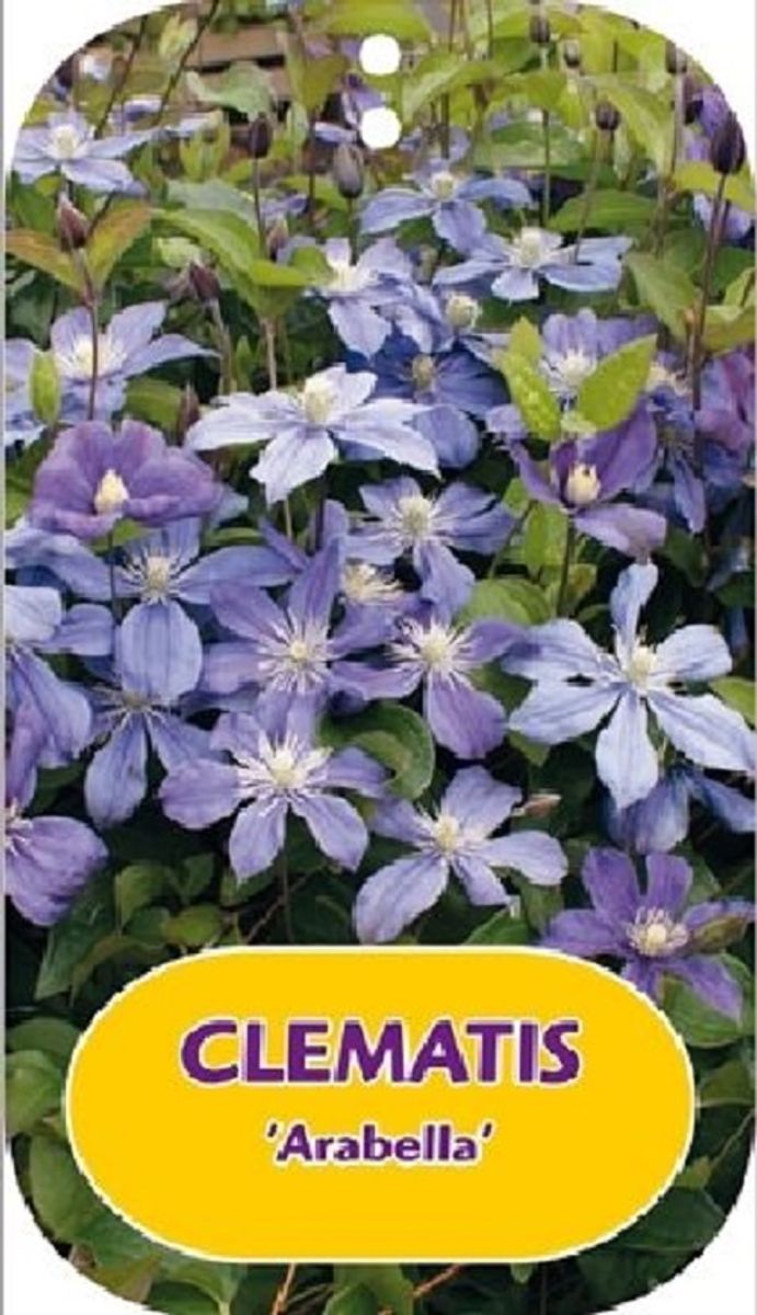 Clematis 'Arabella' (D) — Plant Wholesale FlorAccess