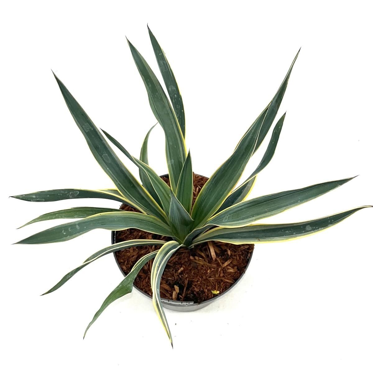 Yucca gloriosa 'Variegata' — Plant Wholesale FlorAccess