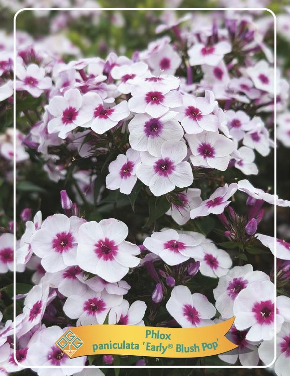 Phlox EARLY BLUSH POP — Plant Wholesale FlorAccess