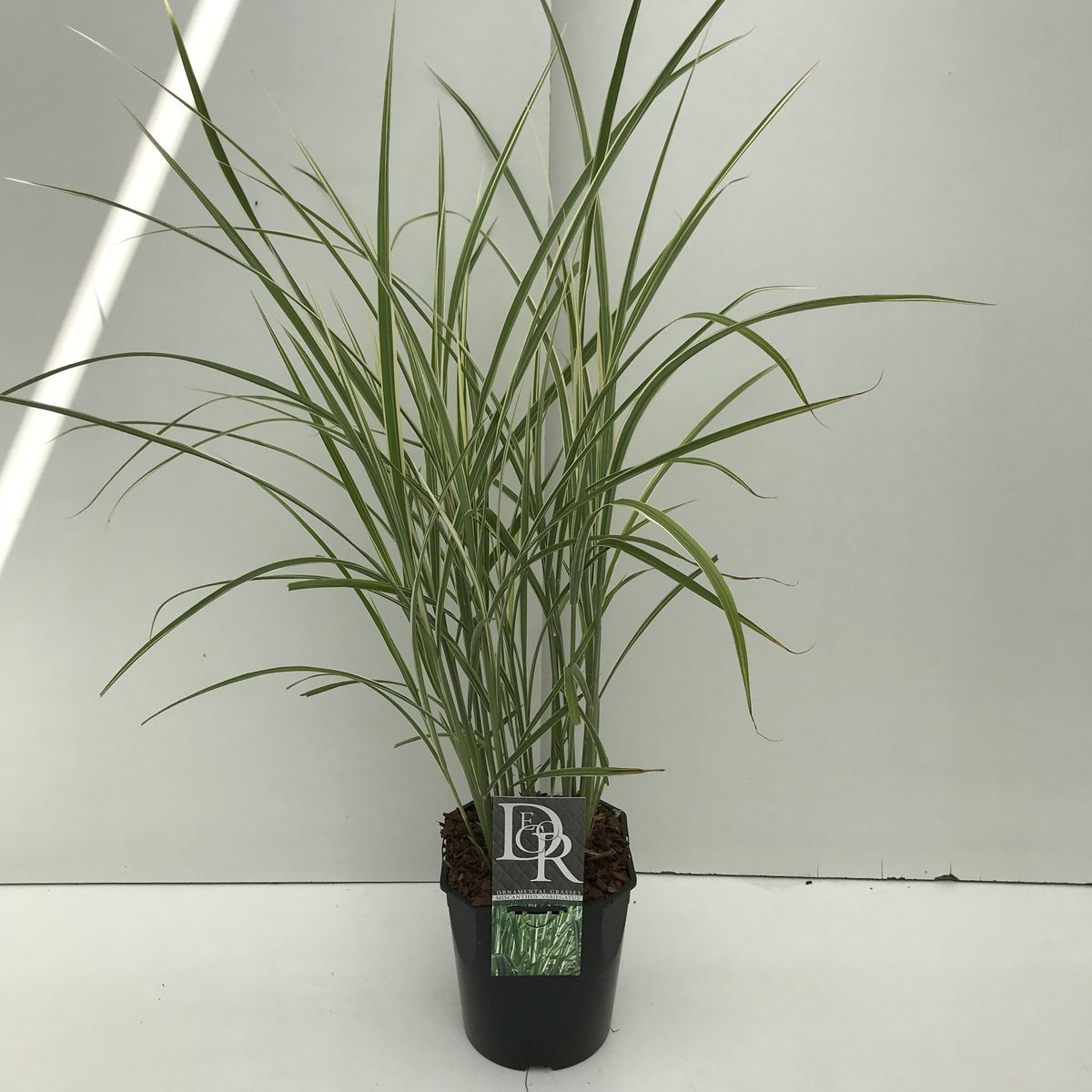 Miscanthus sinensis 'Variegatus' — Plant Wholesale FlorAccess