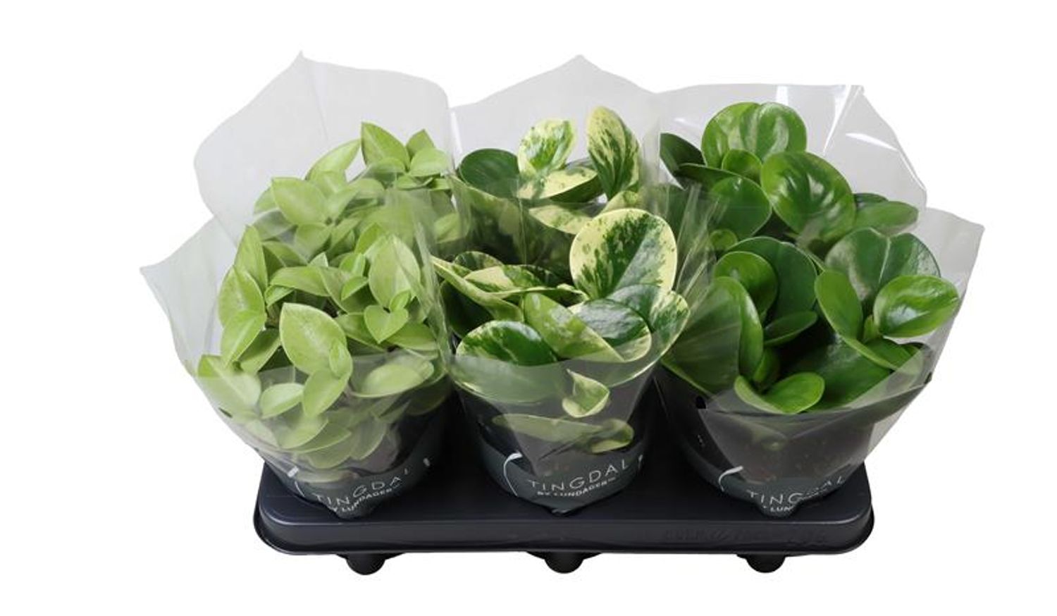 Peperomia MIX — Plant Wholesale FlorAccess