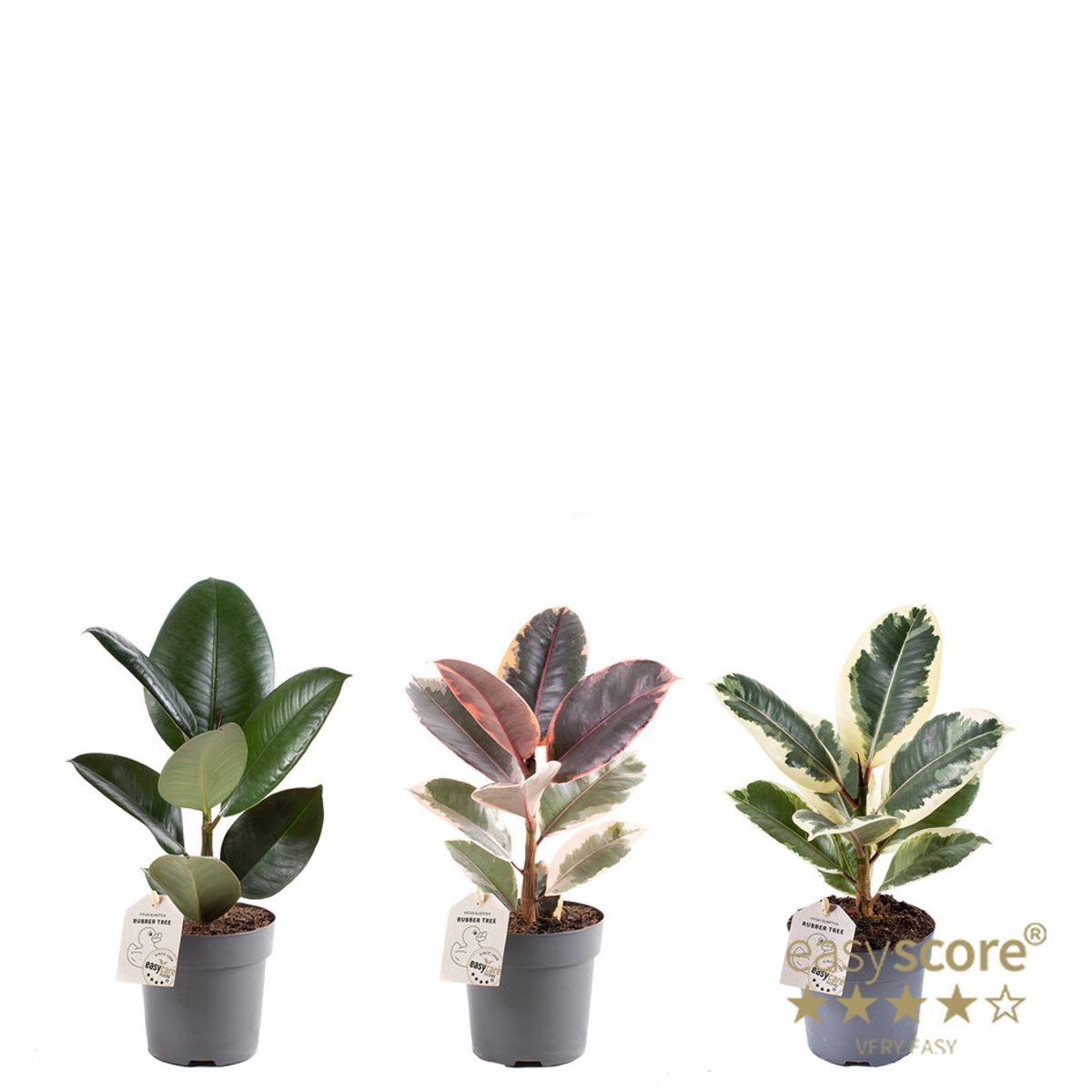 Ficus elastica MIX — Plant Wholesale FlorAccess