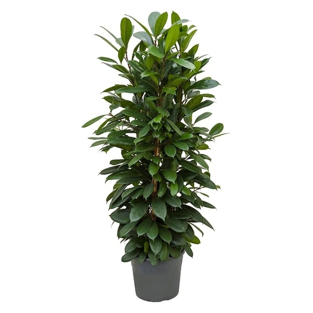 Ficus cyathistipula — Plant Wholesale FlorAccess