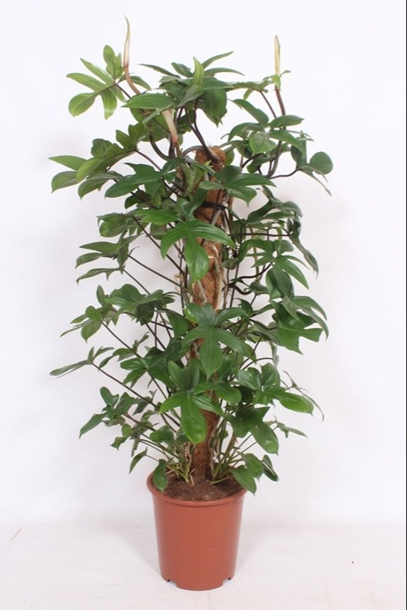Philodendron pedatum — Plant Wholesale FlorAccess