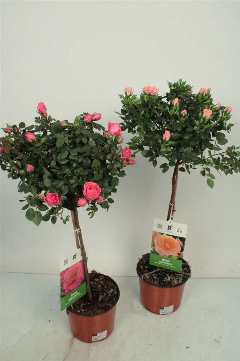 Rosa MIX — Plant Wholesale FlorAccess
