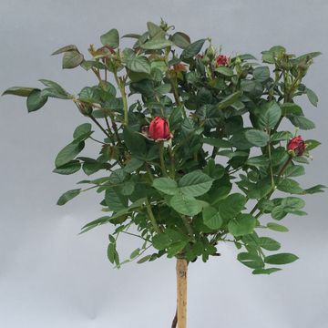 Rosa MIX — Plant Wholesale FlorAccess