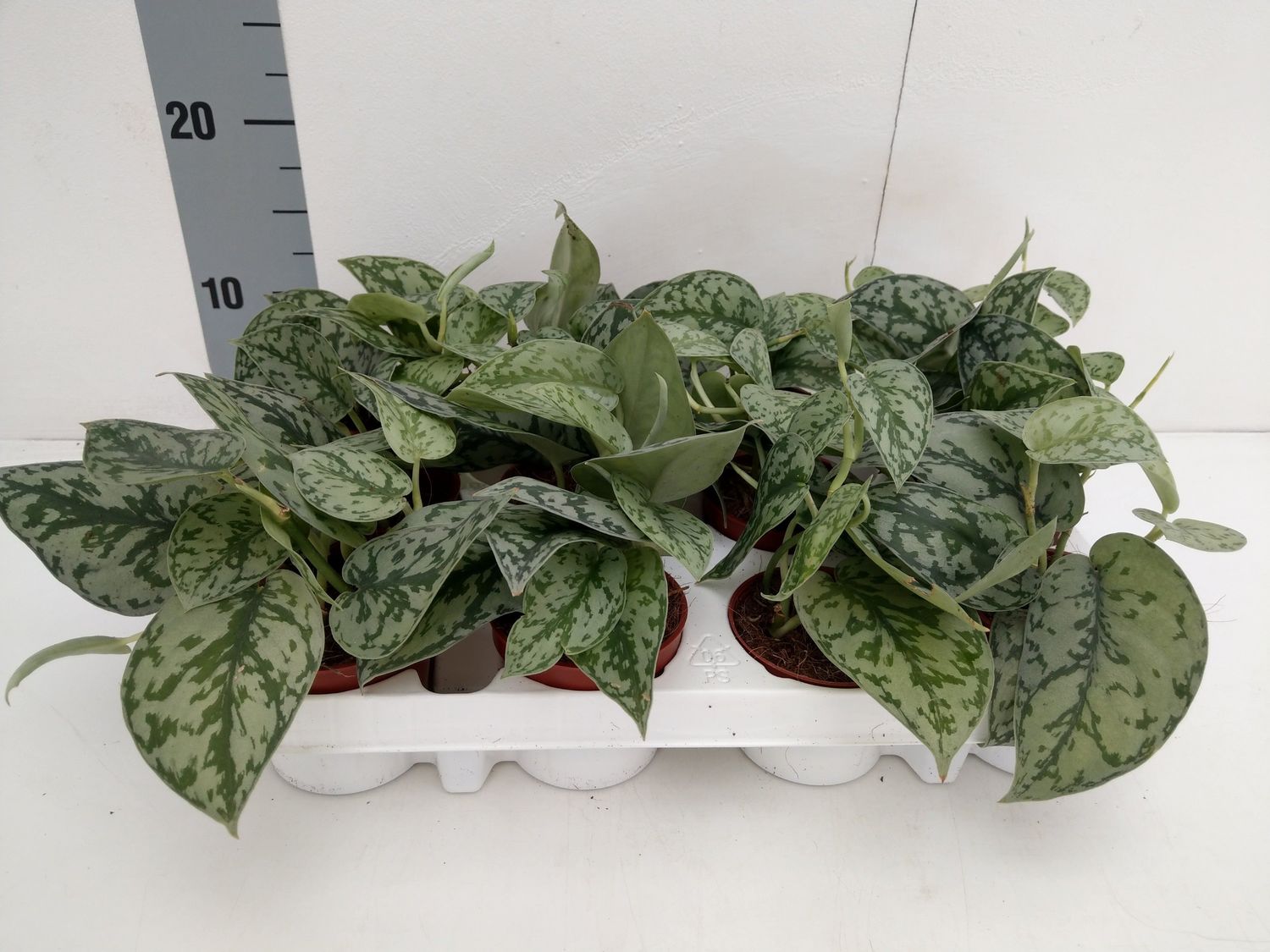 Scindapsus pictus 'Argyraeus' — Plant Wholesale FlorAccess