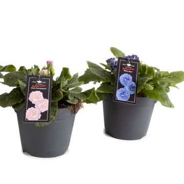 Primula vulgaris BELARINA MIX — Plant Wholesale FlorAccess