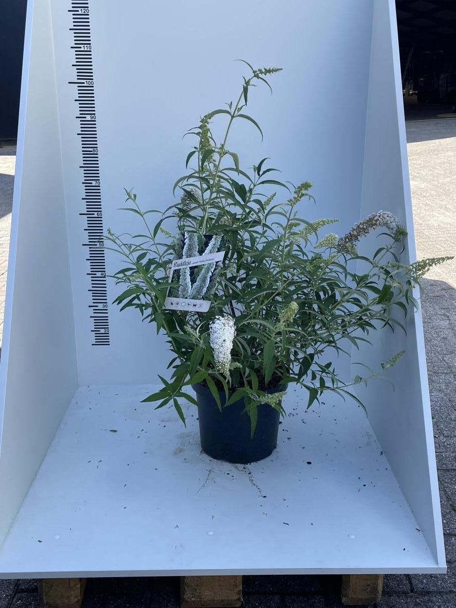Buddleja davidii 'White Profusion' — Plant Wholesale FlorAccess