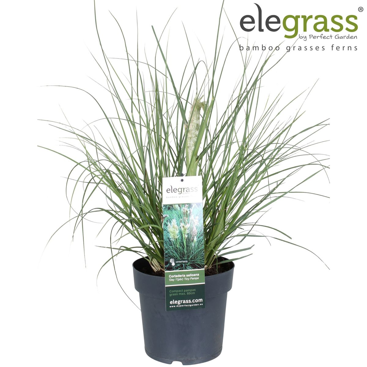 Cortaderia selloana TINY PAMPA — Plant Wholesale FlorAccess