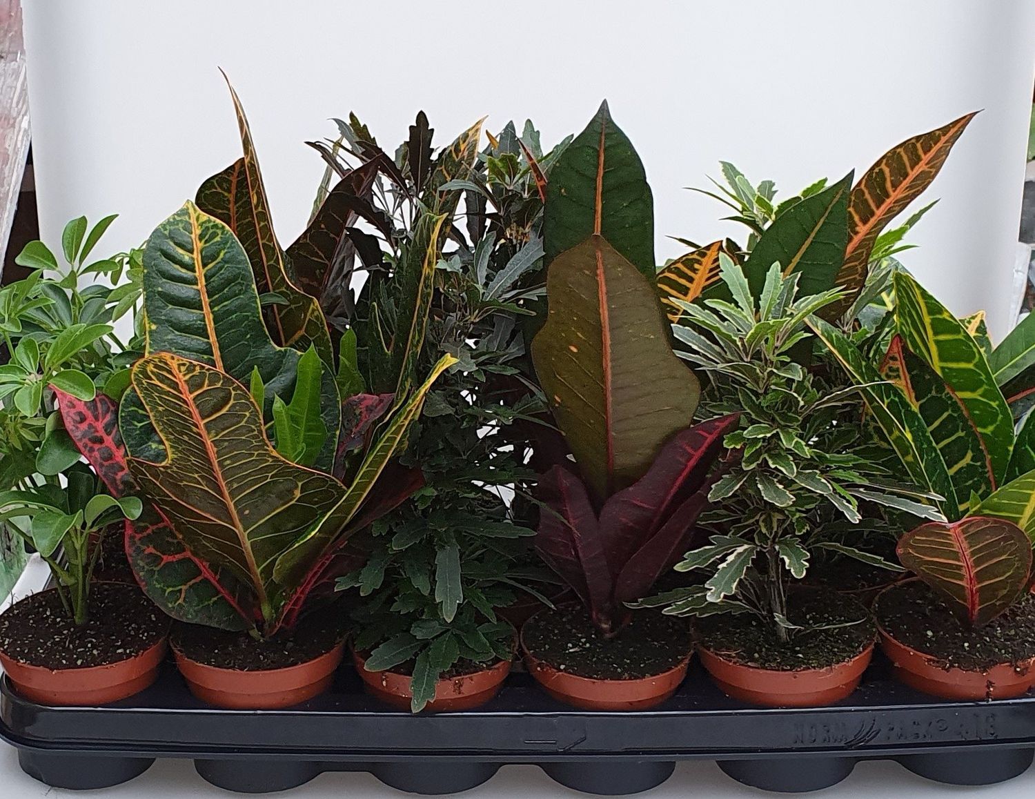 Houseplants MIX — Plant Wholesale FlorAccess