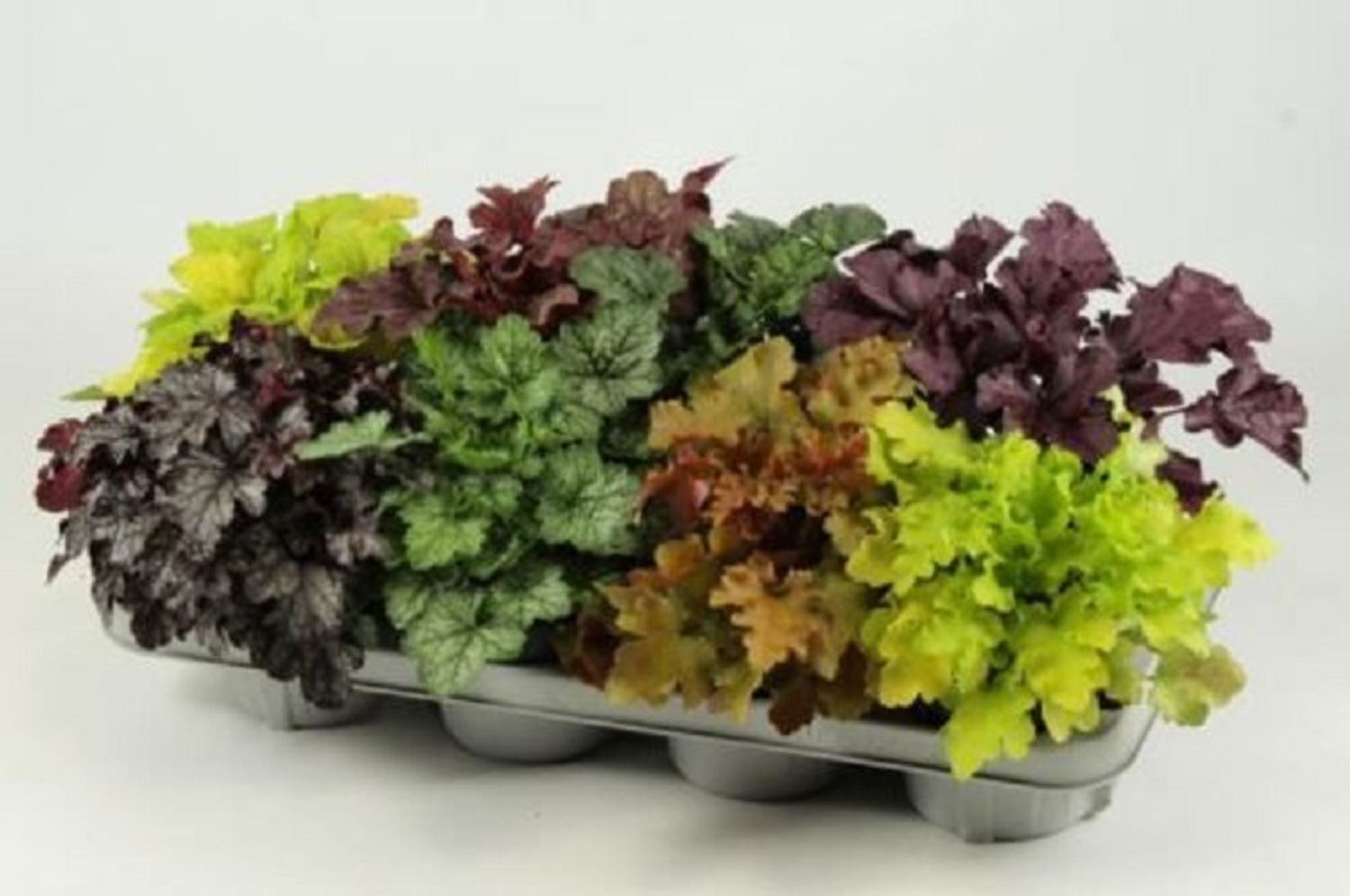 Heuchera MIX — Plant Wholesale FlorAccess
