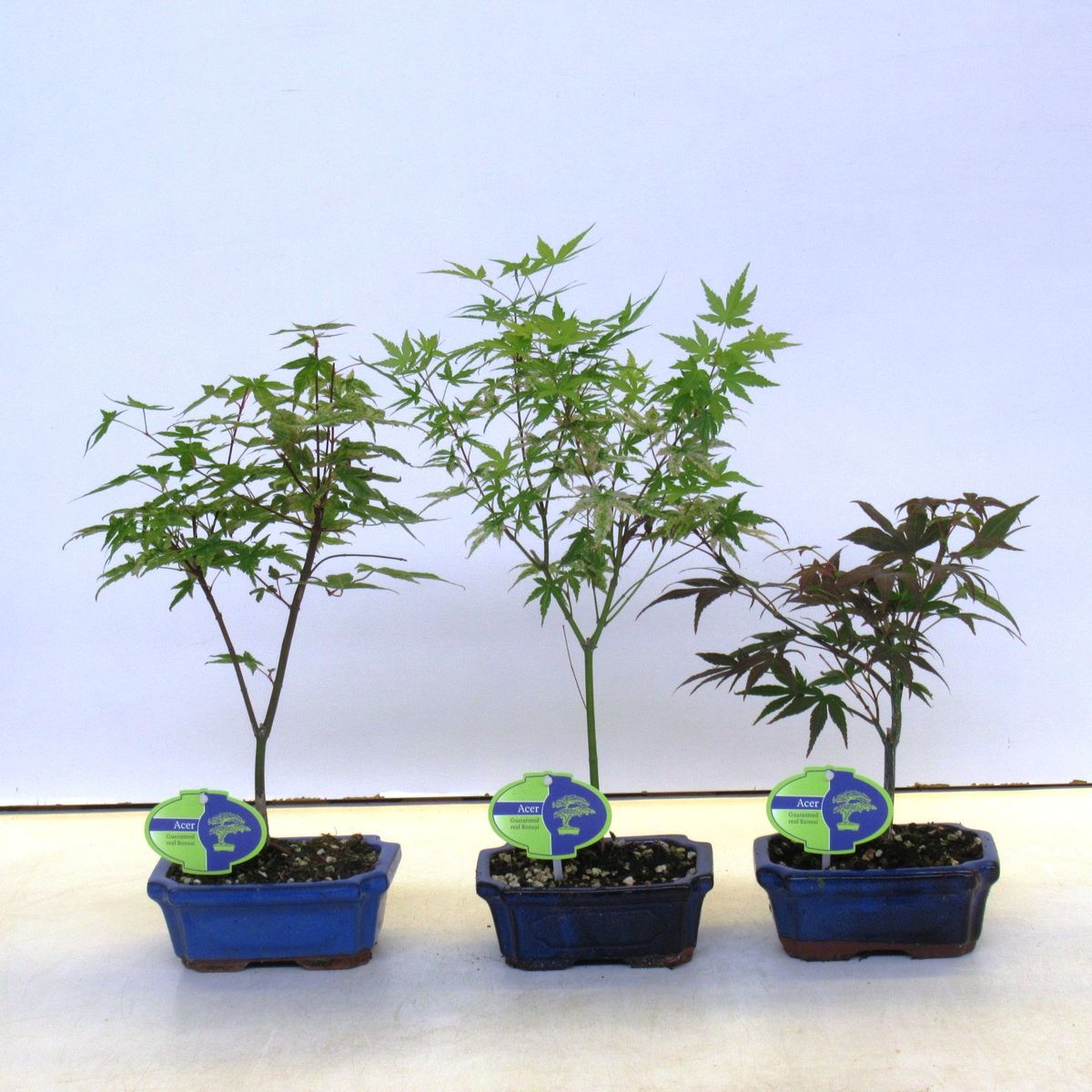 Acer MIX — Plant Wholesale FlorAccess