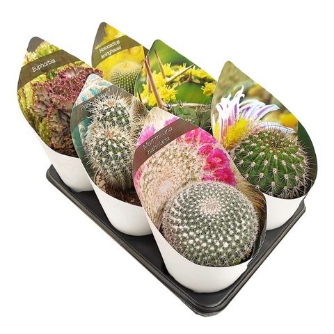Cactus MIX — Plant Wholesale FlorAccess