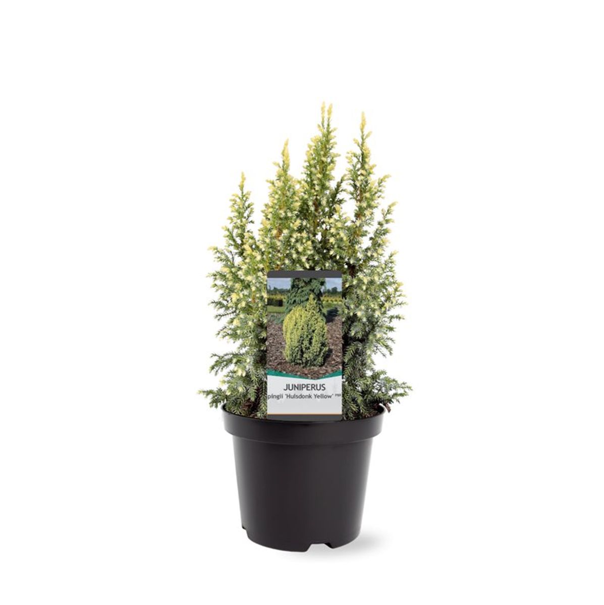 Juniperus pingii 'Hulsdonk Yellow' — Plant Wholesale FlorAccess