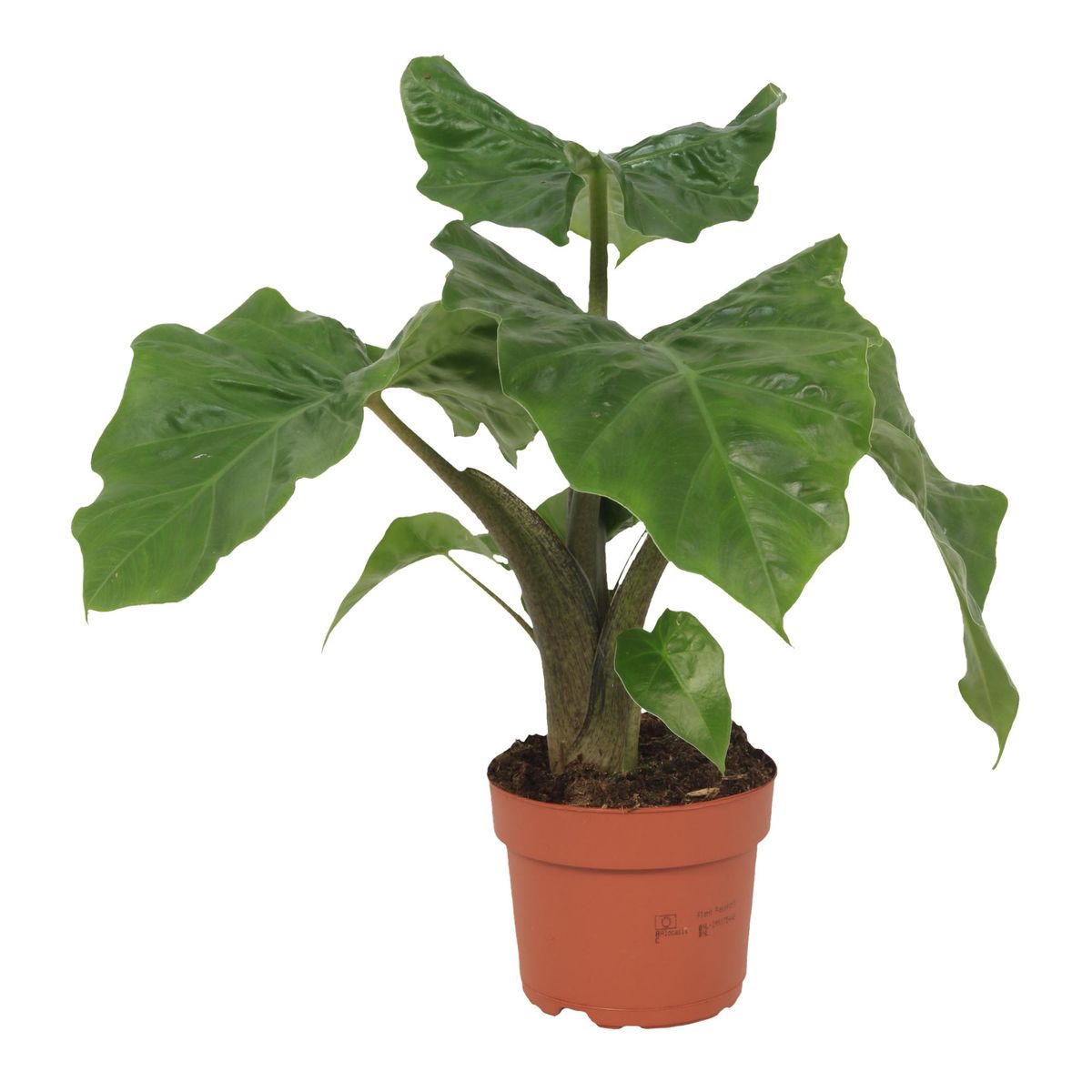 Alocasia 'Low Rider' — Plant Wholesale FlorAccess