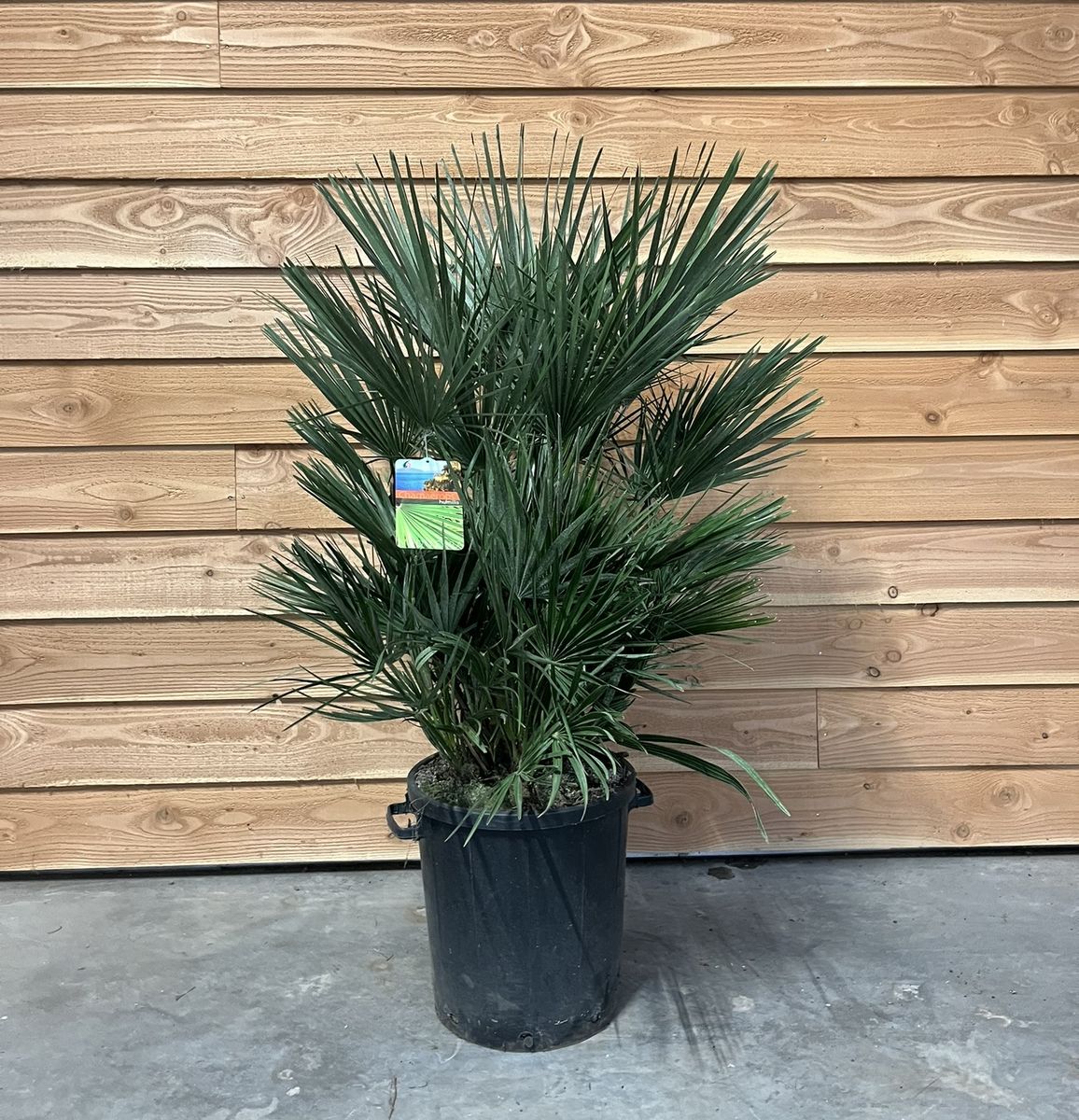 Chamaerops humilis — Plant Wholesale FlorAccess