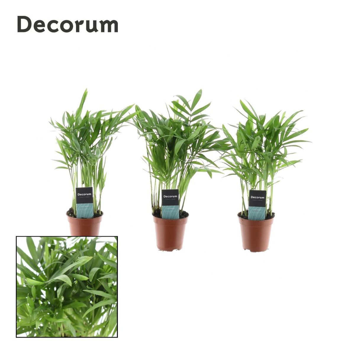 Chamaedorea 'Tiny Lizzy' — Plant Wholesale FlorAccess