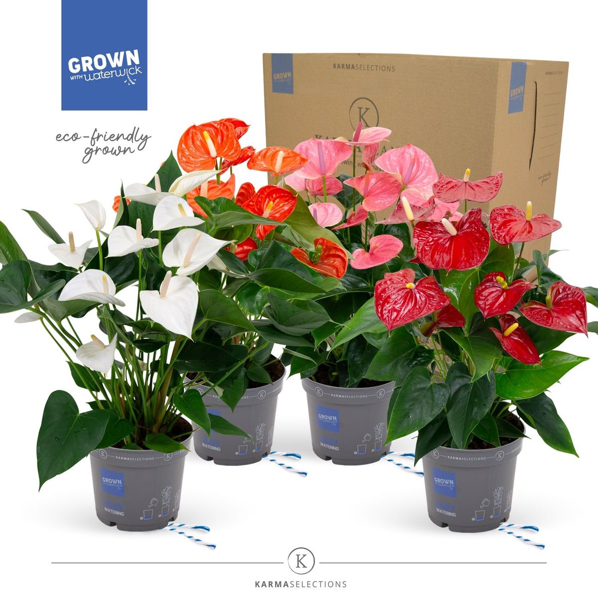 Anthurium MIX — Plant Wholesale FlorAccess