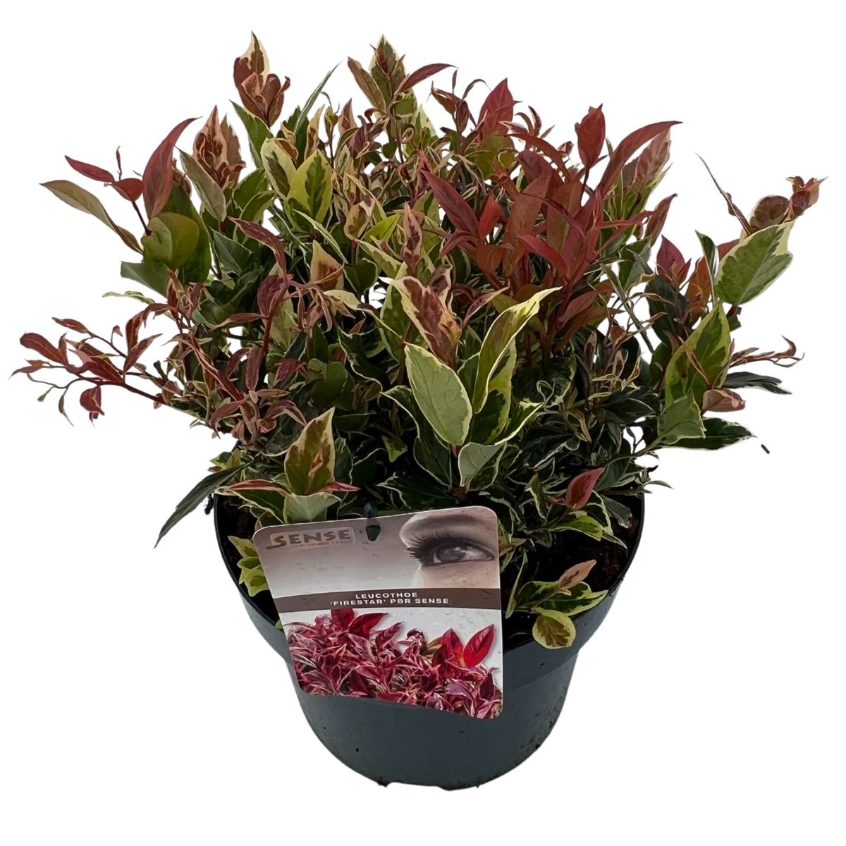 Leucothoe FIRESTAR — Plant Wholesale FlorAccess
