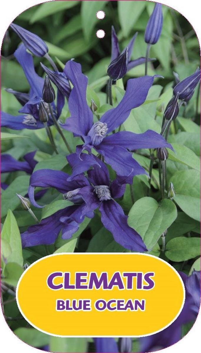 Clematis BLUE OCEAN (D) — Plant Wholesale FlorAccess