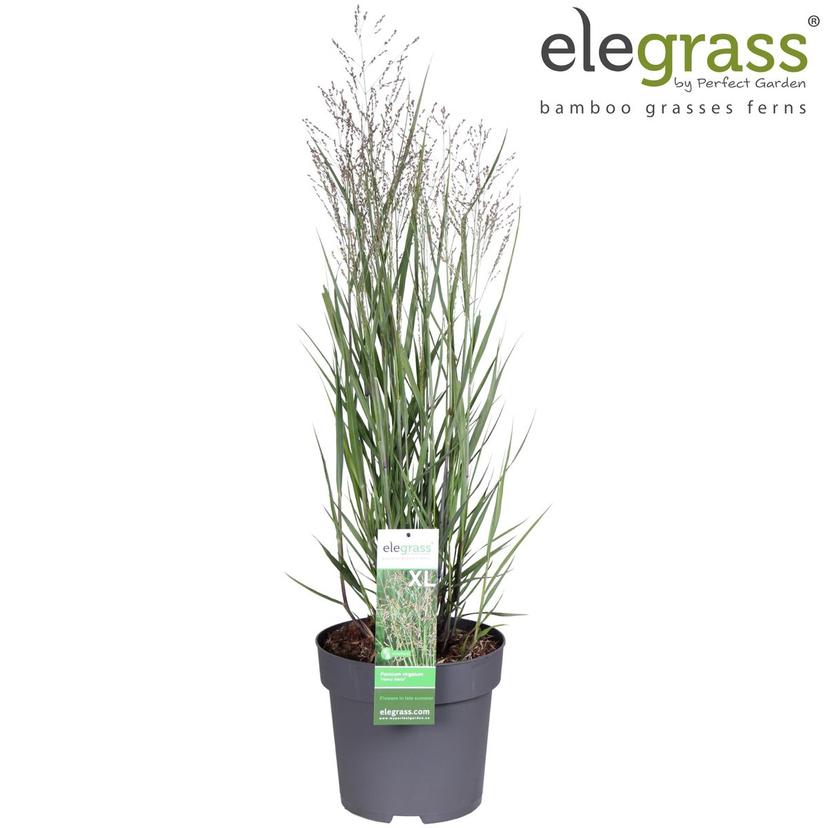 Panicum virgatum 'Heavy Metal' — Plant Wholesale FlorAccess