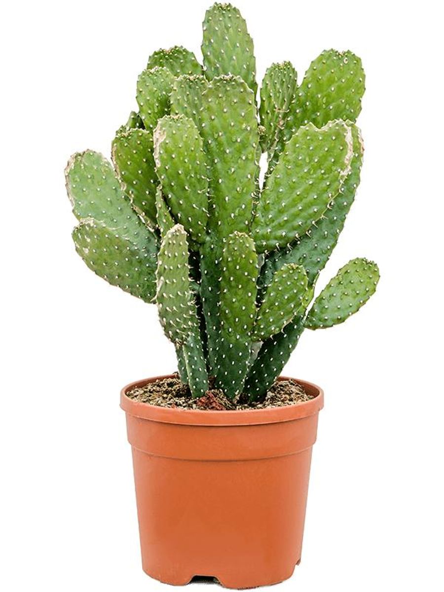 Opuntia consolea — Plant Wholesale FlorAccess