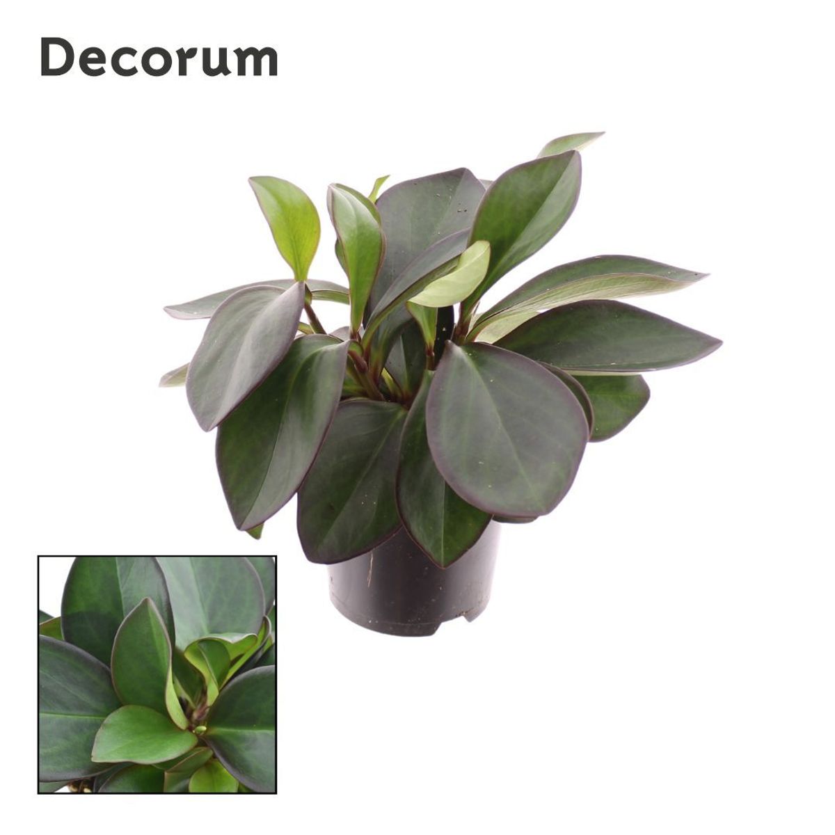 Peperomia clusiifolia 'Red Margin' — Plant Wholesale FlorAccess