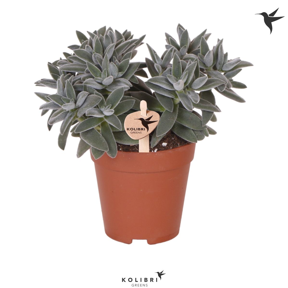 Crassula 'Tarantula' — Plant Wholesale FlorAccess