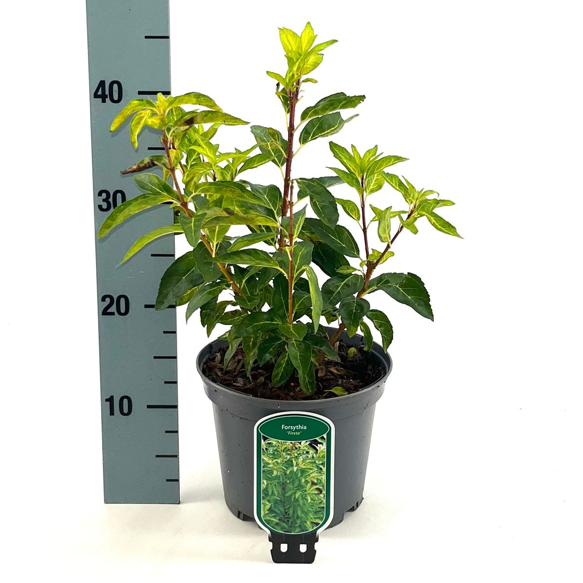 Forsythia x intermedia 'Fiesta' — Plant Wholesale FlorAccess
