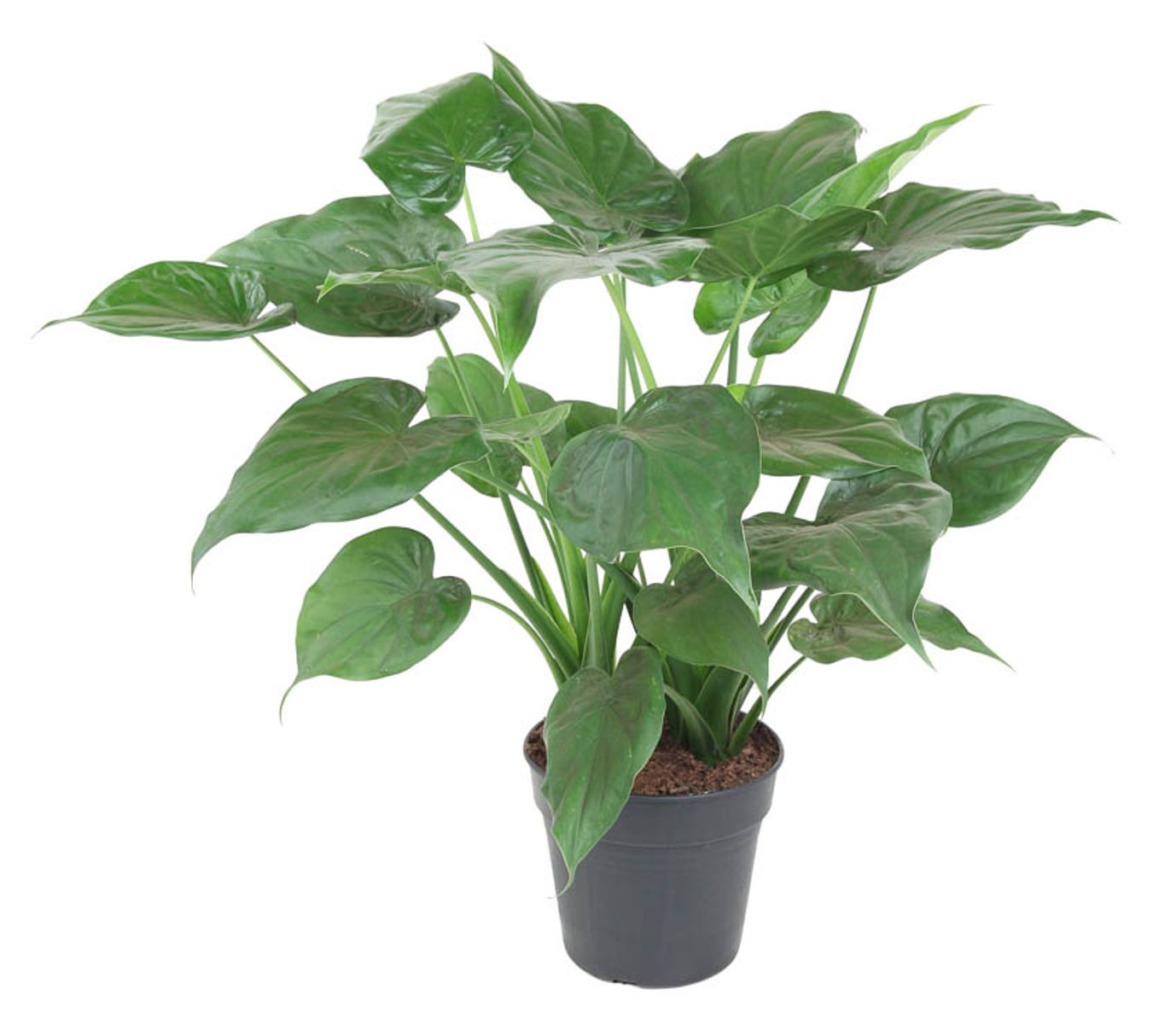 Alocasia cucullata — Pflanzengroßhandel FlorAccess
