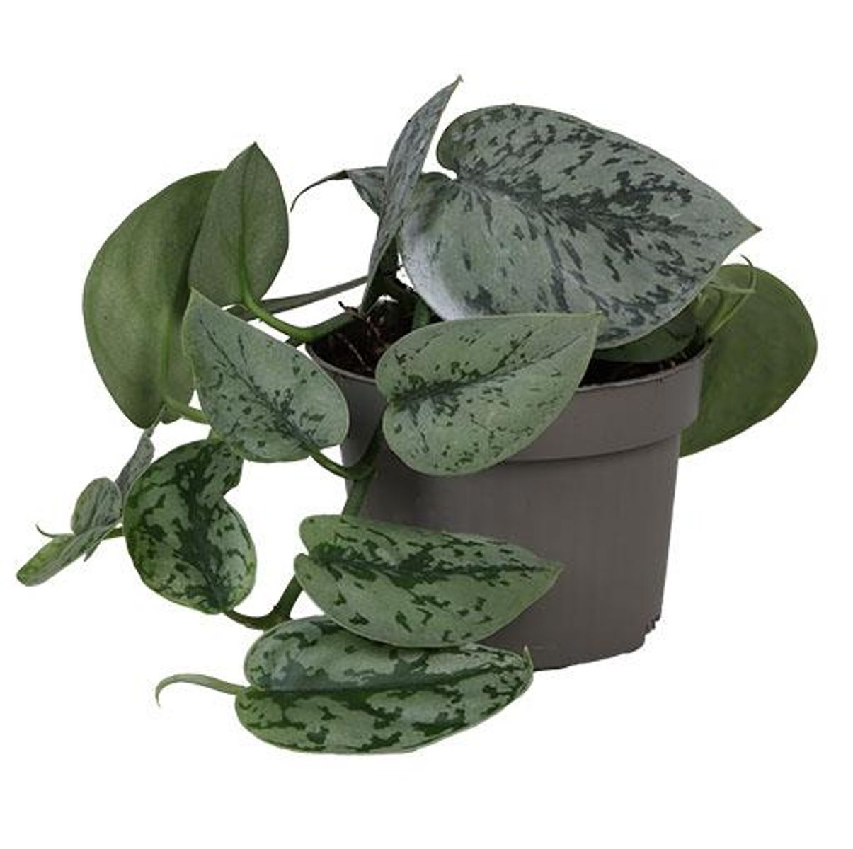 Philodendron scandens 'Pictus' — Plant Wholesale FlorAccess