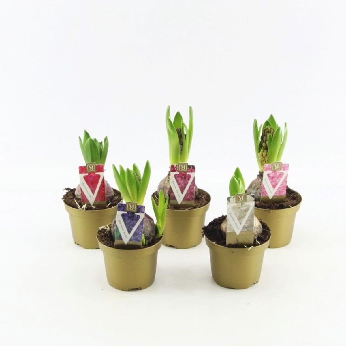 Hyacinthus orientalis MIX — Plant Wholesale FlorAccess