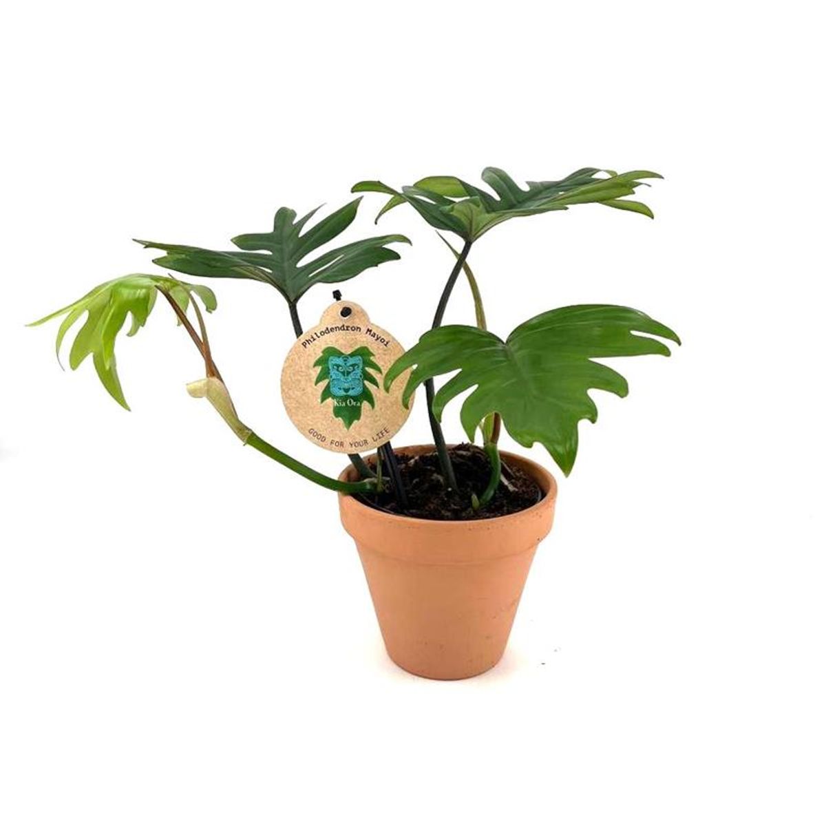 Philodendron mayoi — Plant Wholesale FlorAccess