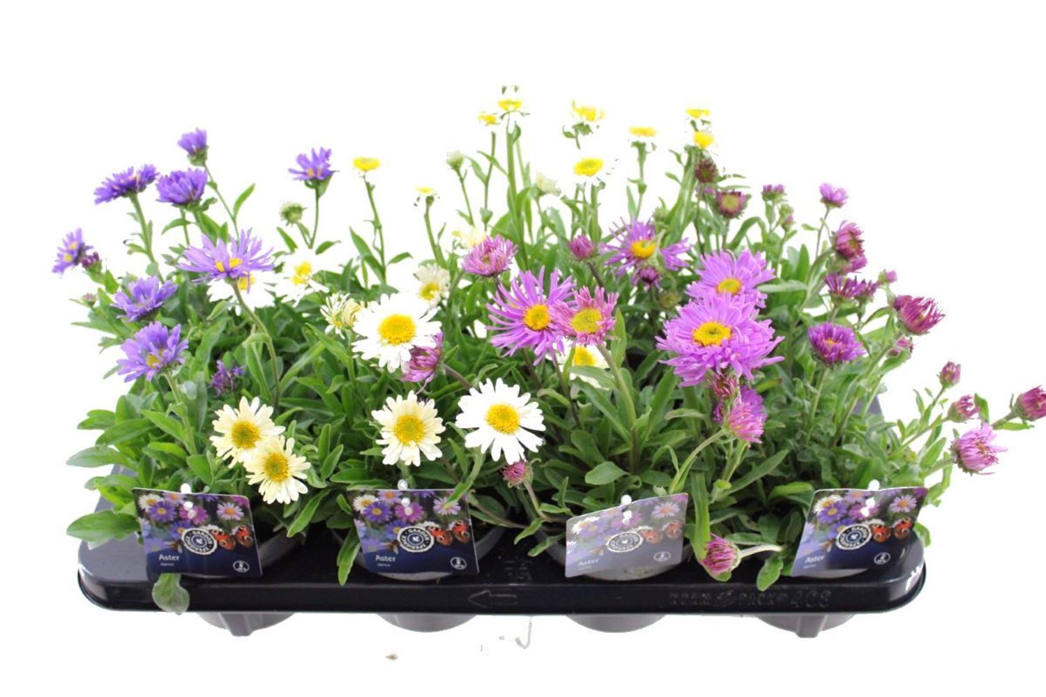 Aster alpinus MIX — Plant Wholesale FlorAccess