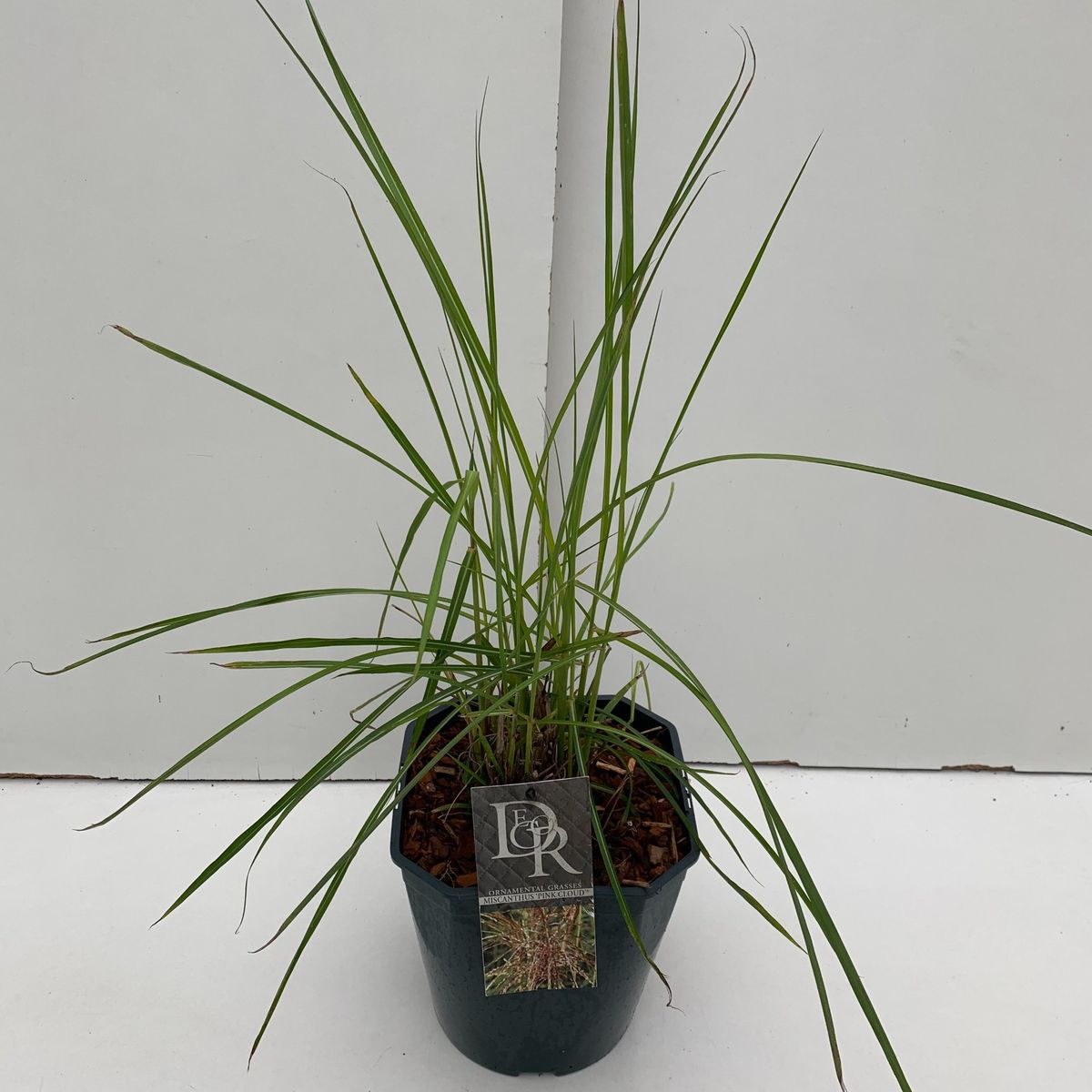 Miscanthus sinensis PINK CLOUD — Mayorista de plantas FlorAccess
