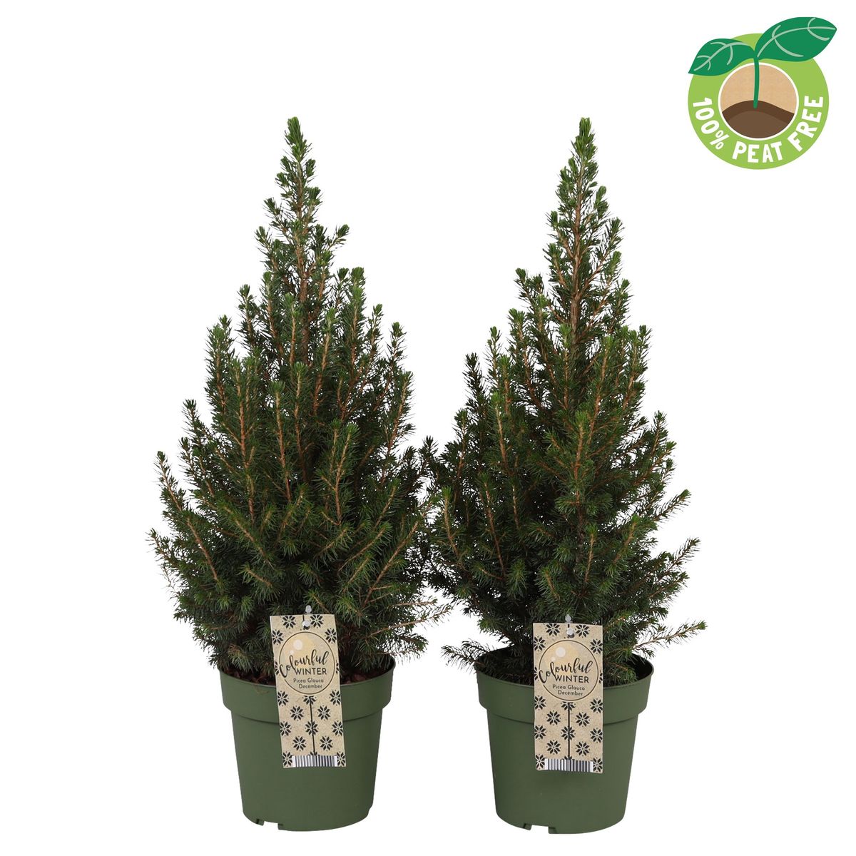 Picea glauca 'Conica' — Mayorista de plantas FlorAccess