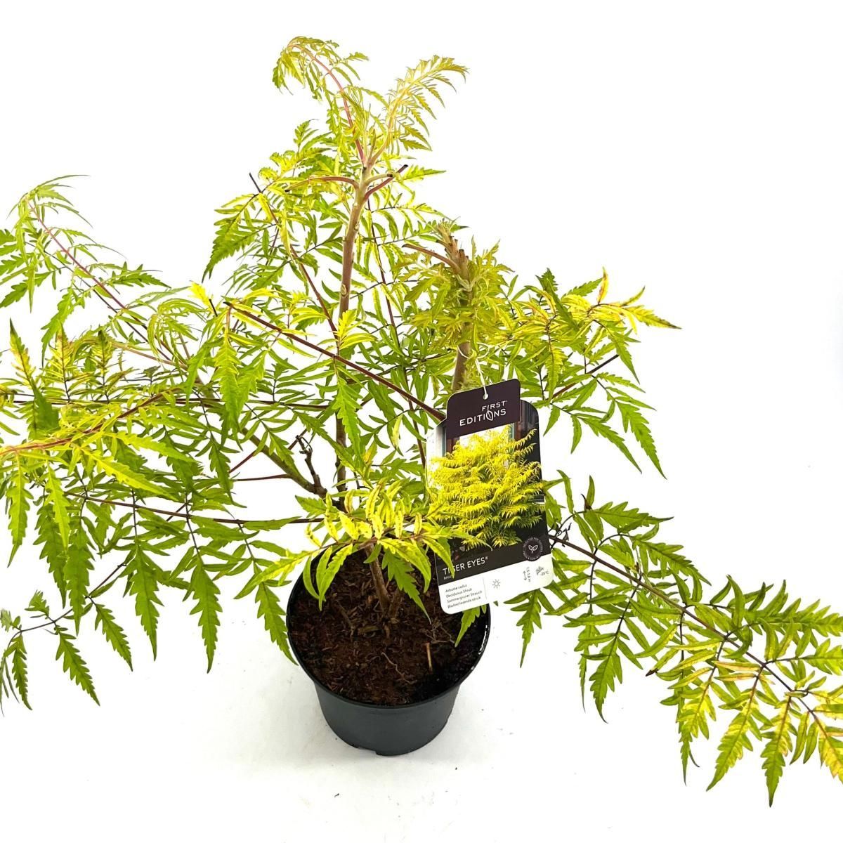 Rhus typhina TIGER EYES — Plant Wholesale FlorAccess